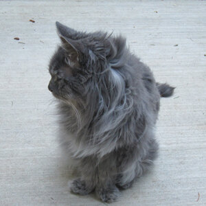 Conditions We Treat - Two Rivers Veterinary Clinic